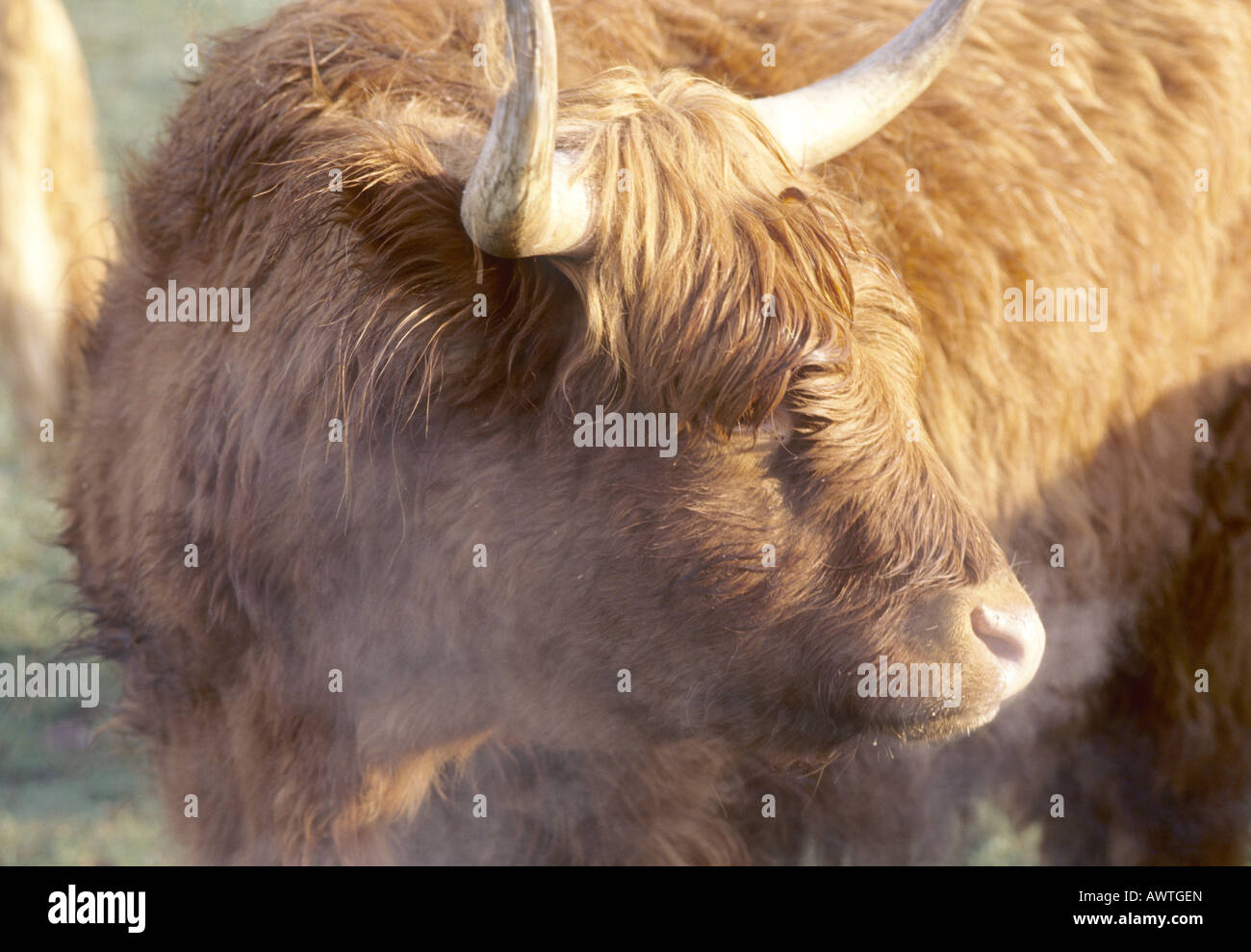 Highland Long-Haired cattle Stock Photo - Alamy