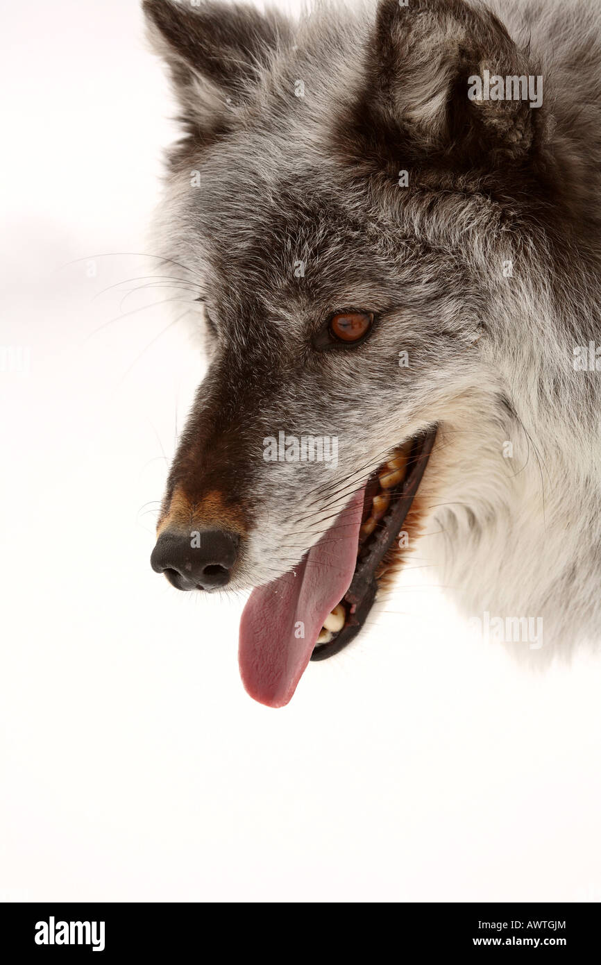 Gray wolf wolves hi-res stock photography and images - Alamy