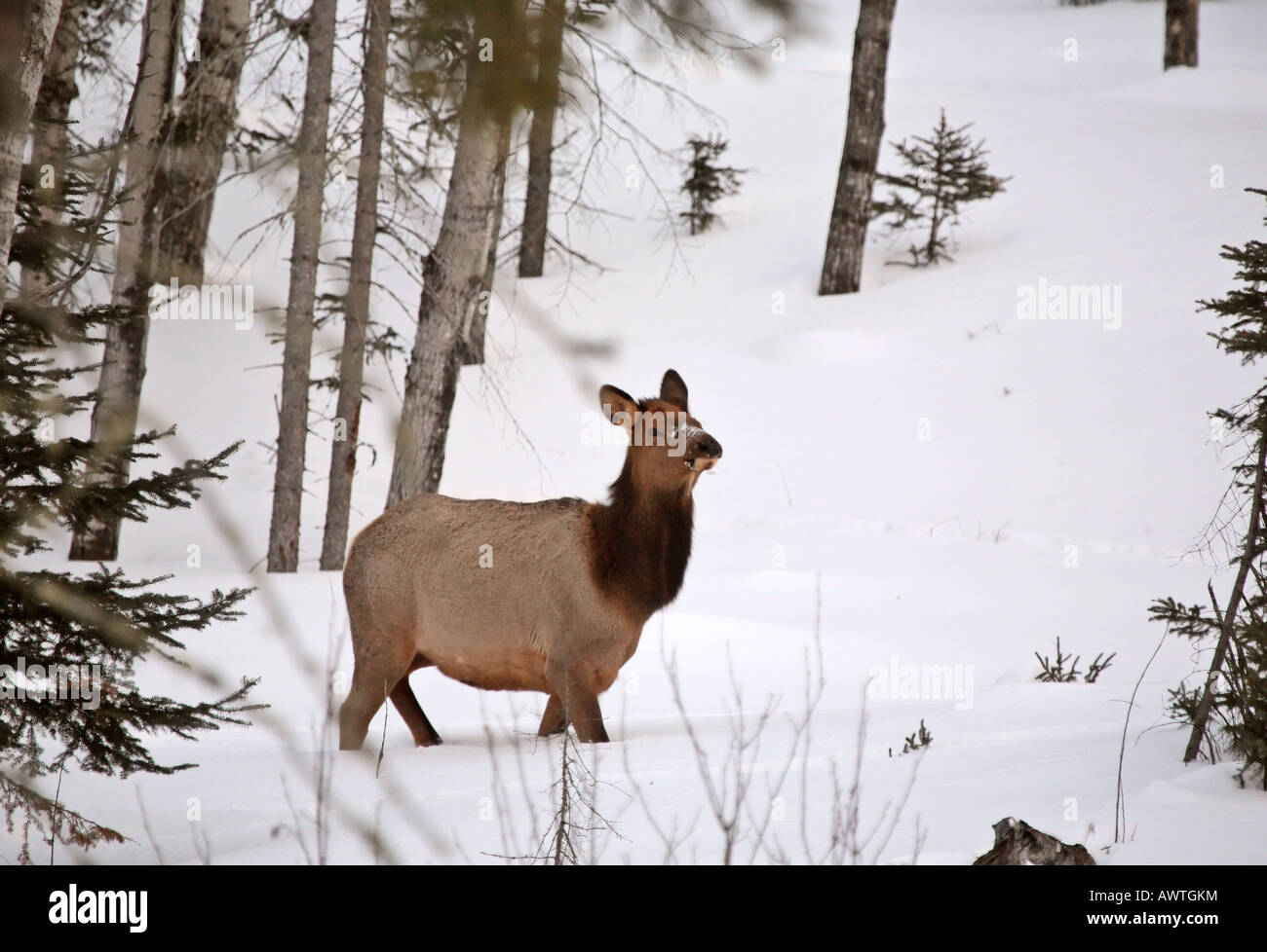 Elk in winter Stock Photo - Alamy