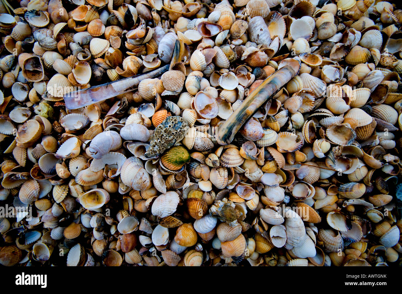 Sea shells - assorted empty sea shells Stock Photo - Alamy