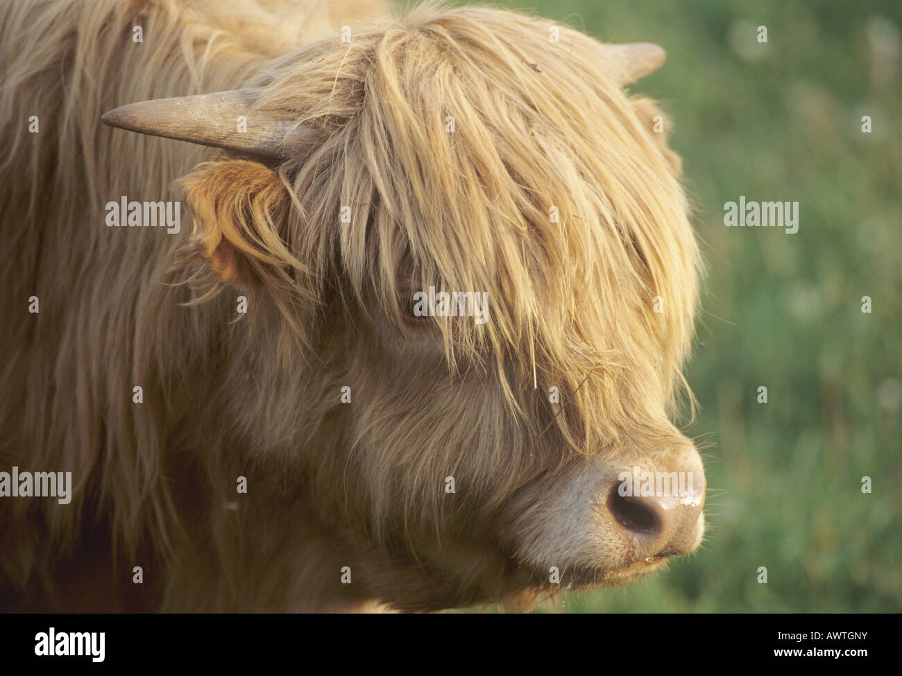 Highland Long-Haired cattle Stock Photo - Alamy