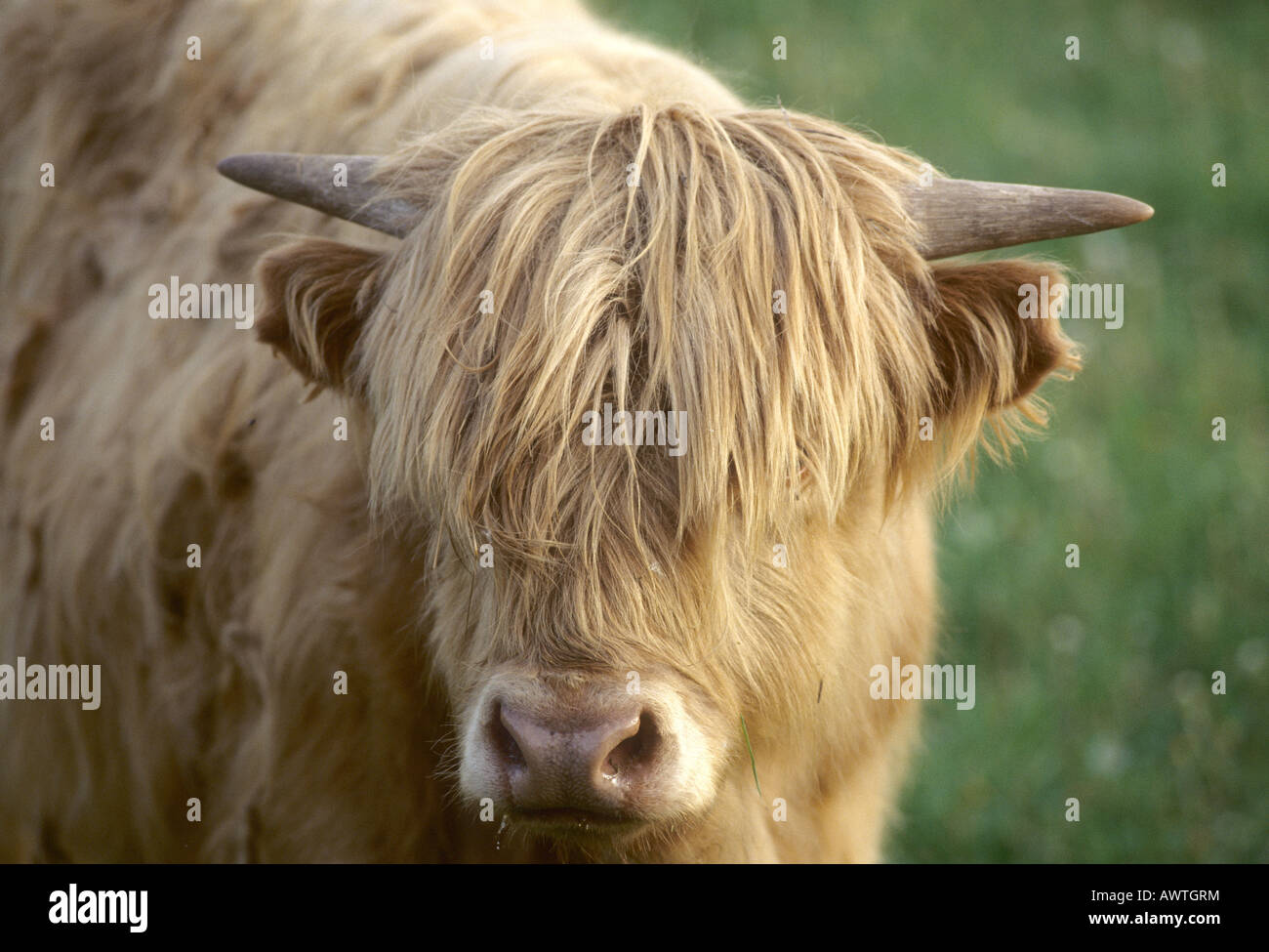 Highland Long-Haired cattle Stock Photo - Alamy