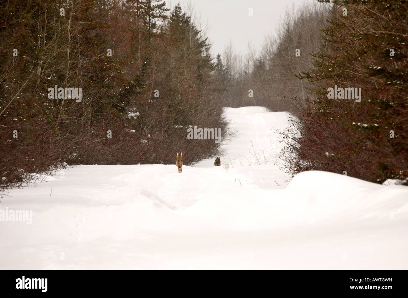 Two wolves wild hi-res stock photography and images - Alamy