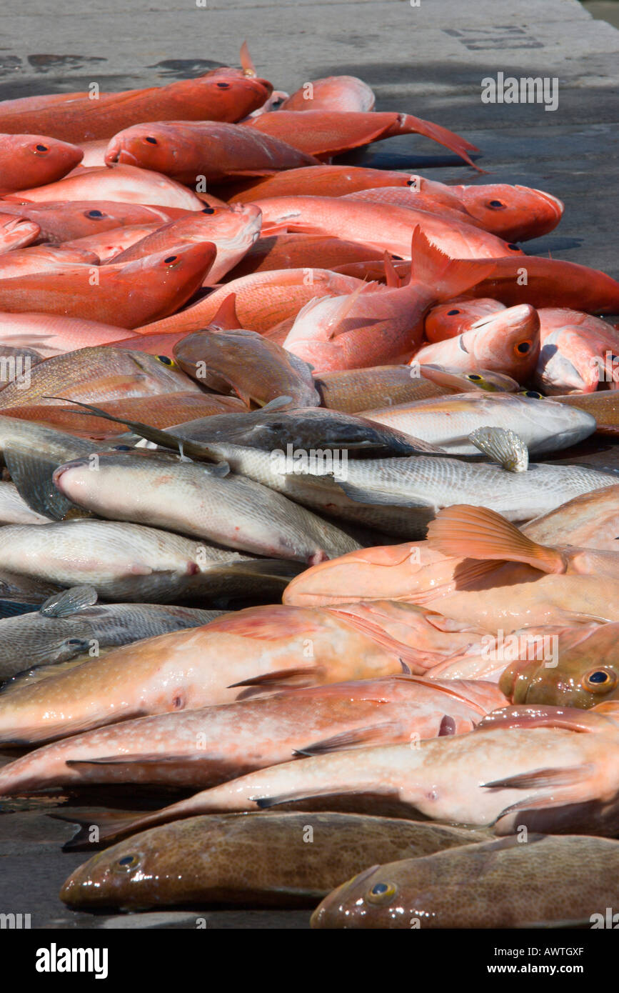 These Red Snapper Grouper and Triggerfish were caught in the Gulf of ...