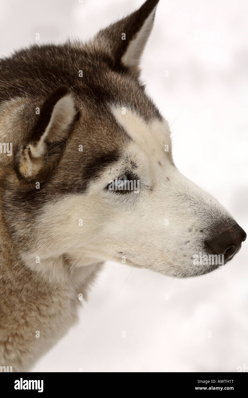 Siberian Husky in winter Stock Photo - Alamy