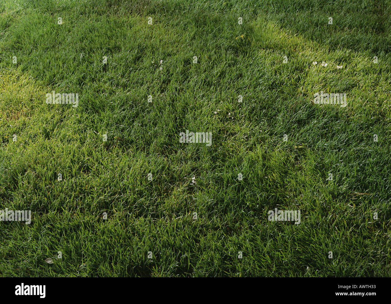 Grass, close-up, full frame Stock Photo - Alamy