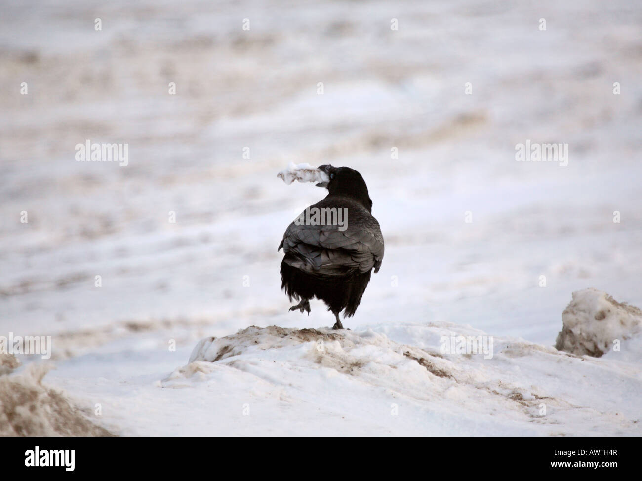 Raven with something in its beak Stock Photo - Alamy