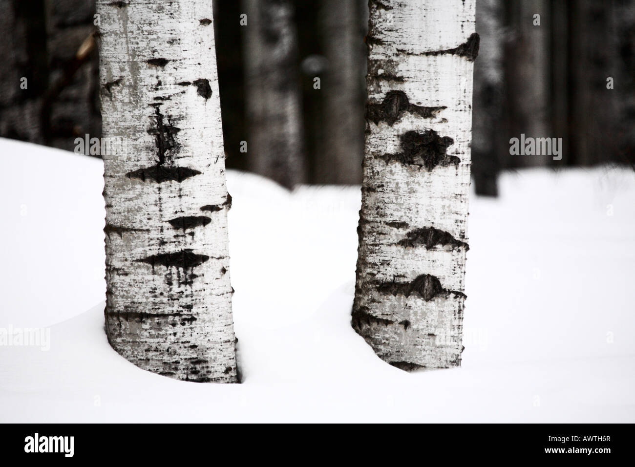 Poplar trees trunks hi-res stock photography and images - Alamy