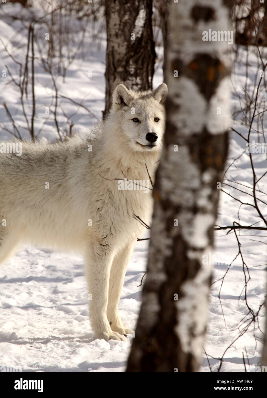 Arctic Wolf in winter Stock Photo - Alamy