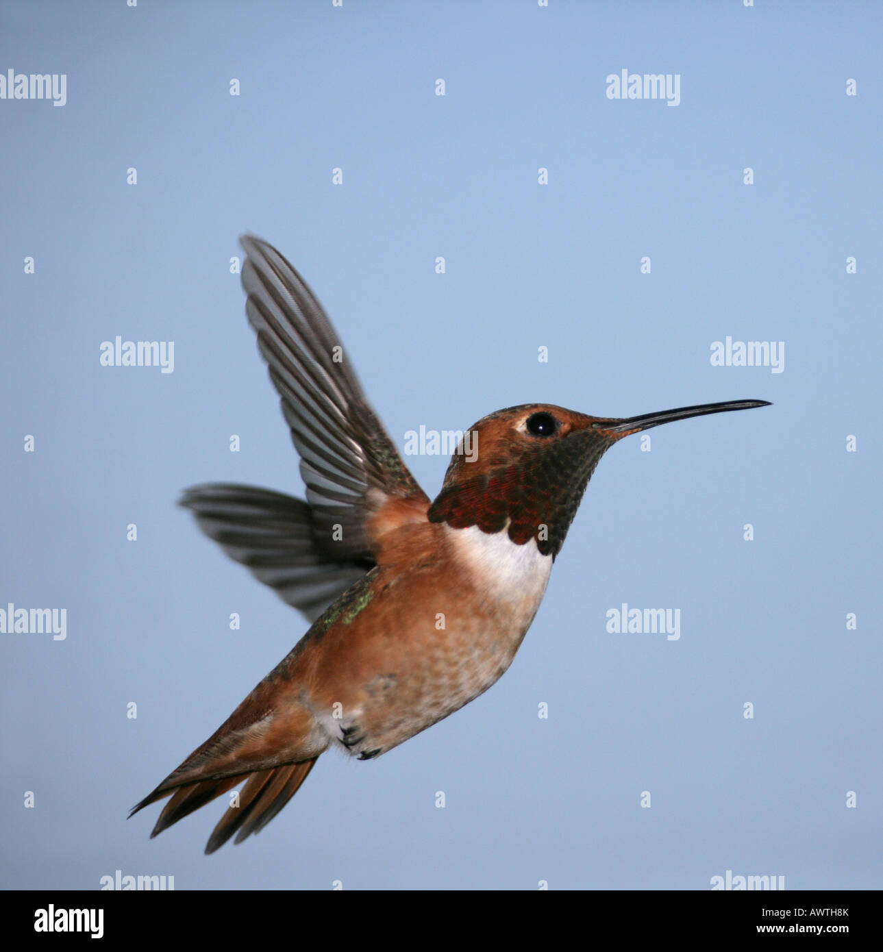 An Allen's Hummingbird, hovering with wings extended back, side view ...