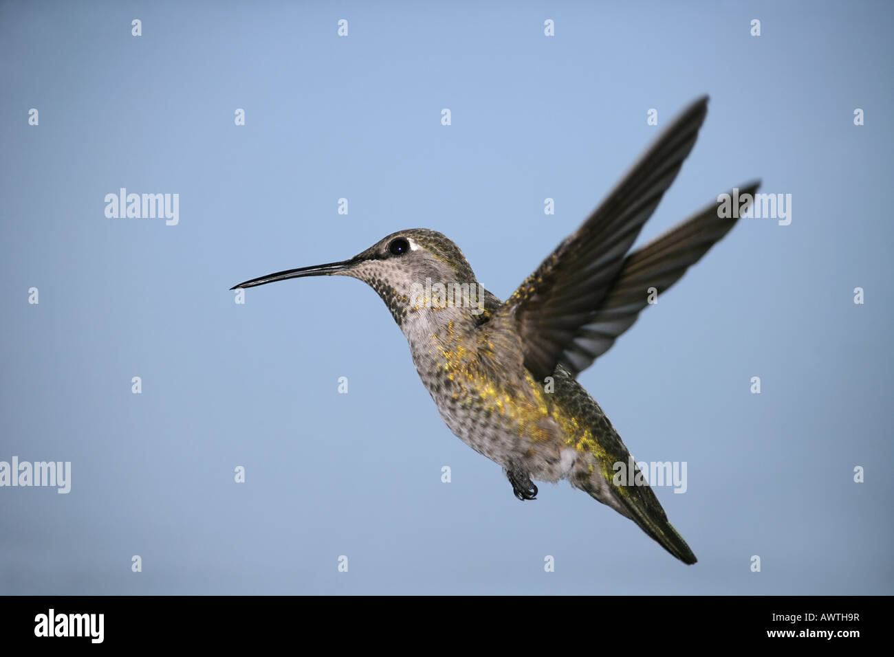An Anna's Hummingbird, hovering with wings extended back, side view ...