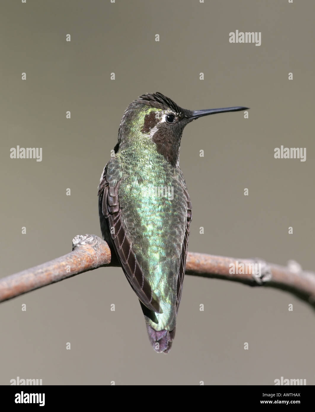 An Anna's Male Hummingbird perched on a branch. Viewed from the back ...