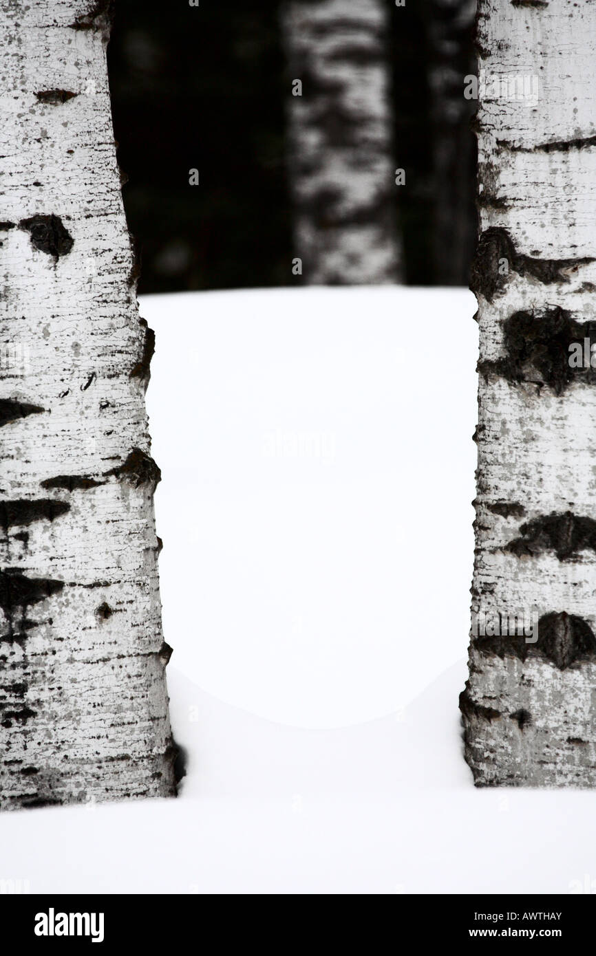 Aspen tree trunks in winter Stock Photo - Alamy