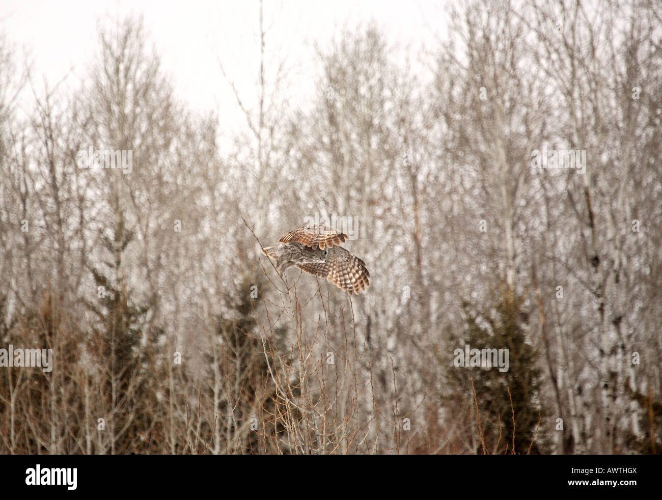 Great Gray Owl in flight in Boreal Forest Stock Photo - Alamy