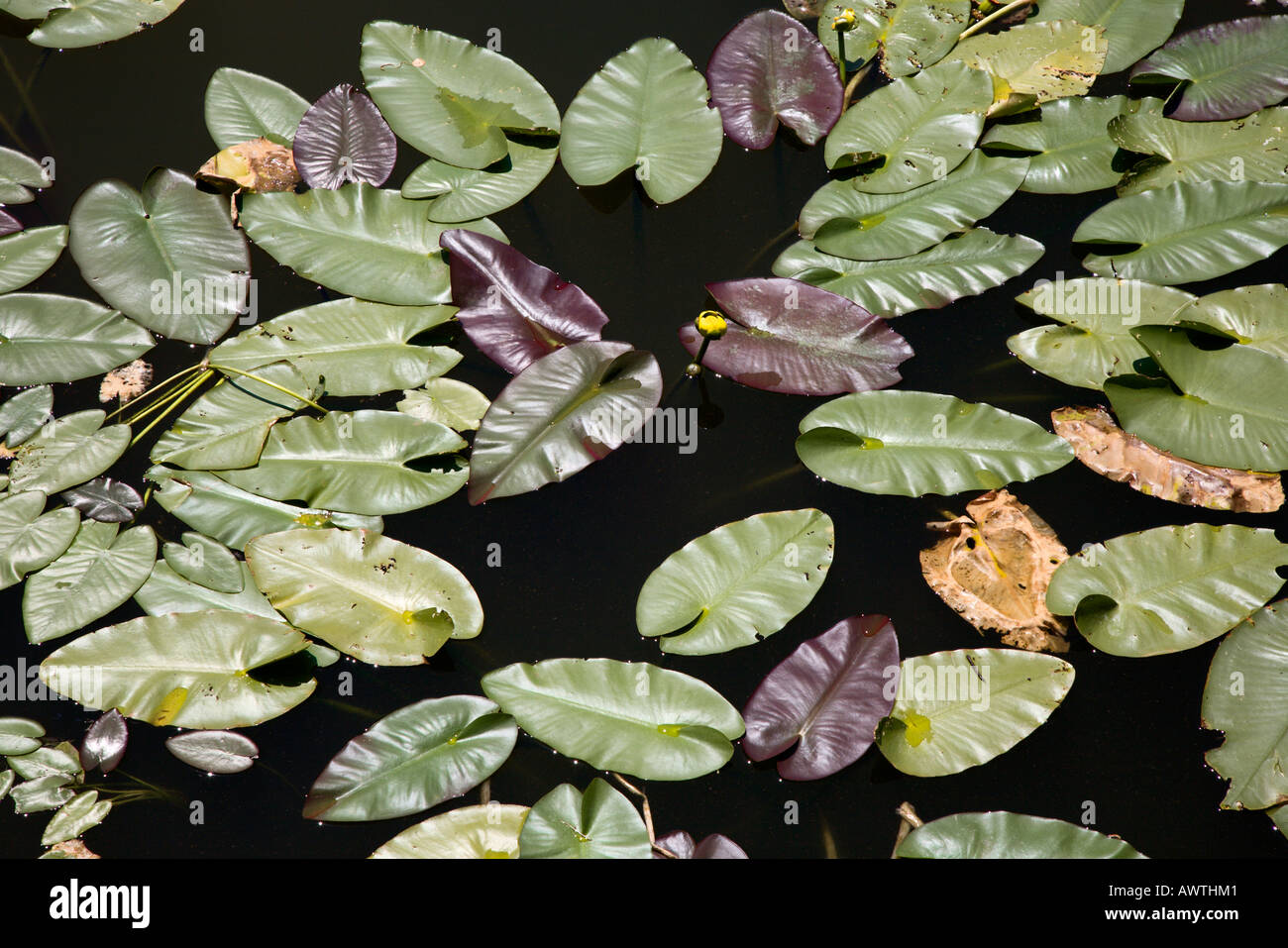 Wetlands plants floating on murky water of Lake Harris in Venetian ...