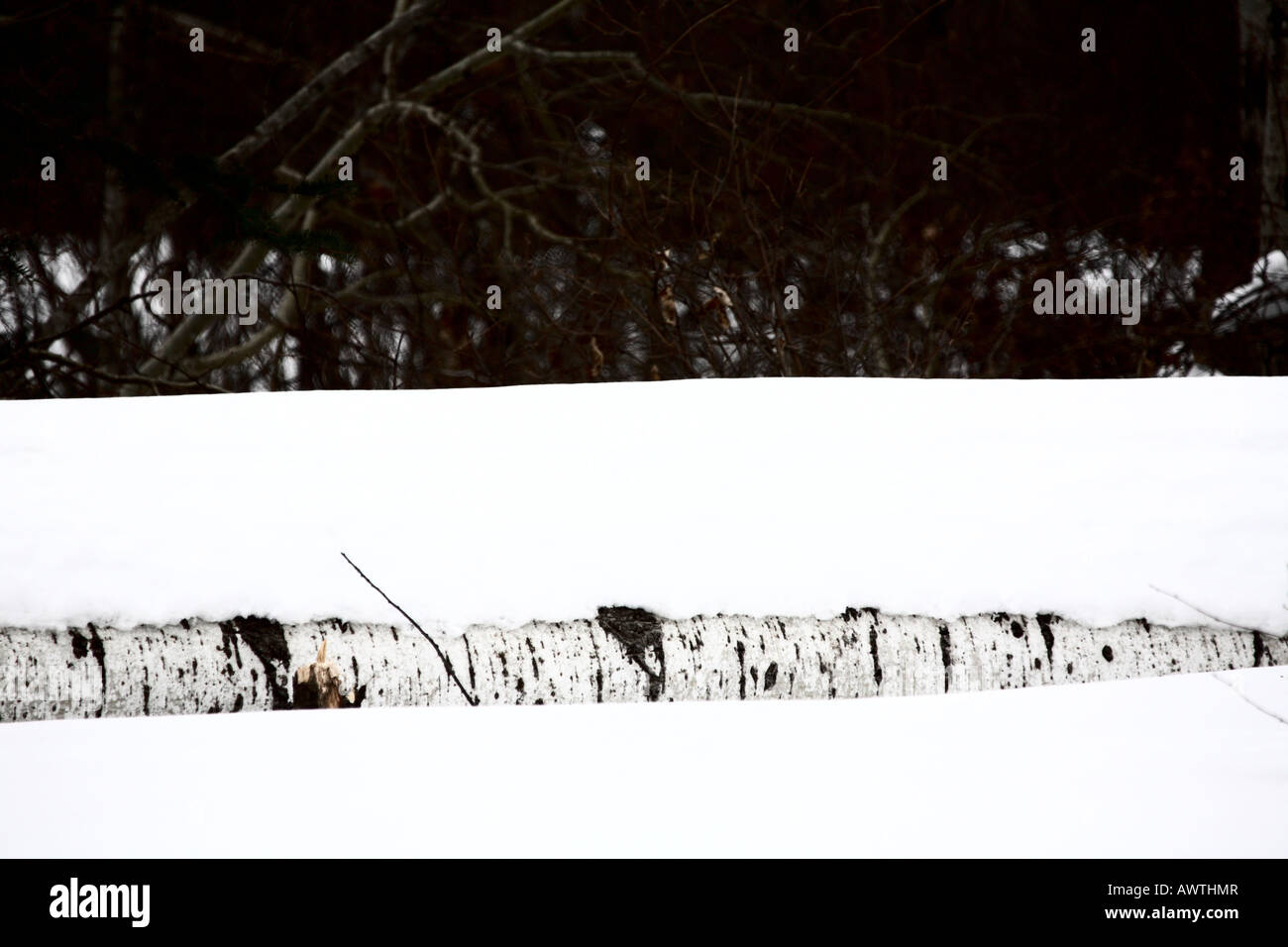 Snow on fallen tree hi-res stock photography and images - Alamy