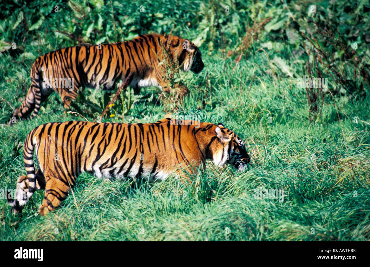 Siberian Tiger pair Panthera tigris altaica adult animal animals Asia ...