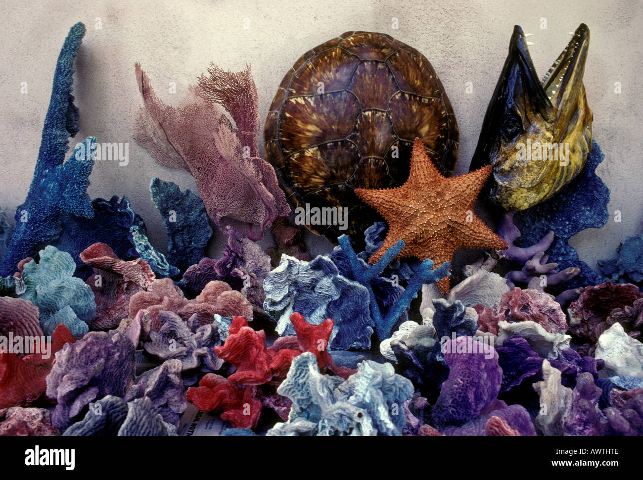 Selling seashells hi-res stock photography and images - Alamy