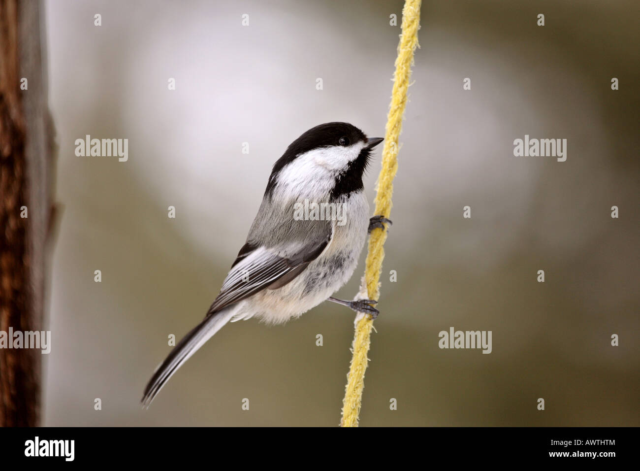 Chickadee species hi-res stock photography and images - Alamy