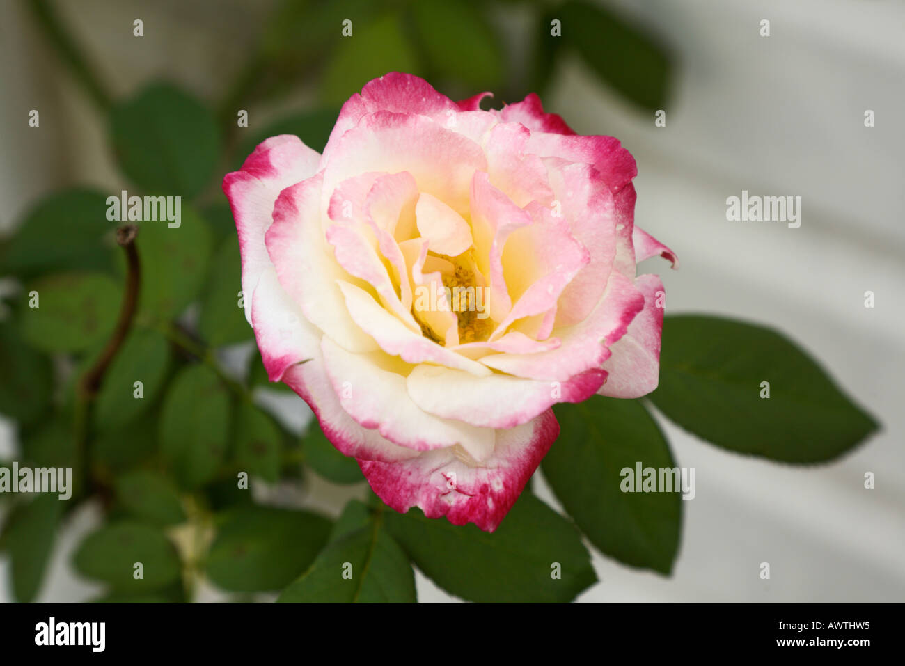 Red and white variegated rose blossom Stock Photo - Alamy