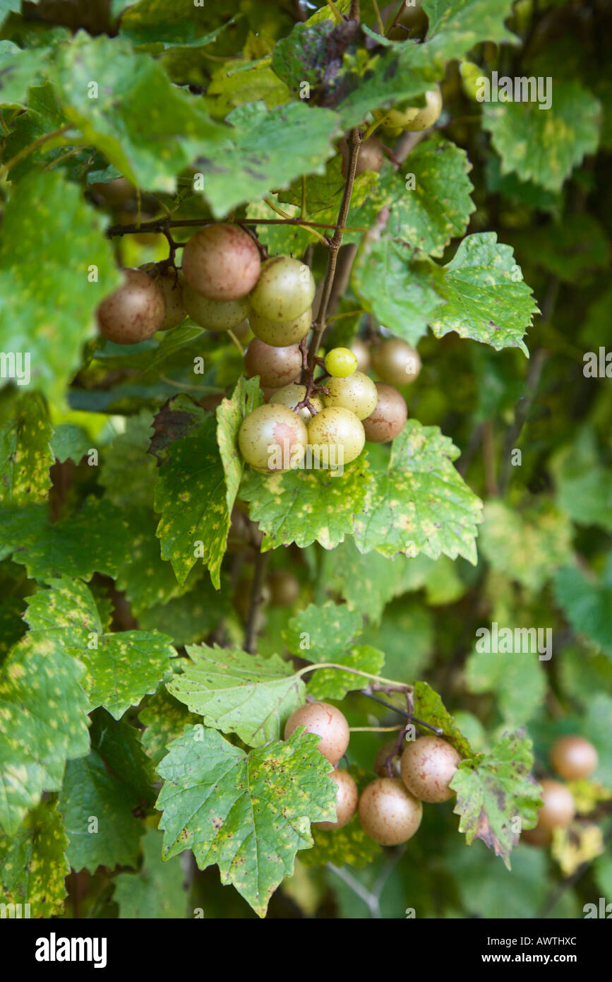 Scuppernong hi-res stock photography and images - Alamy