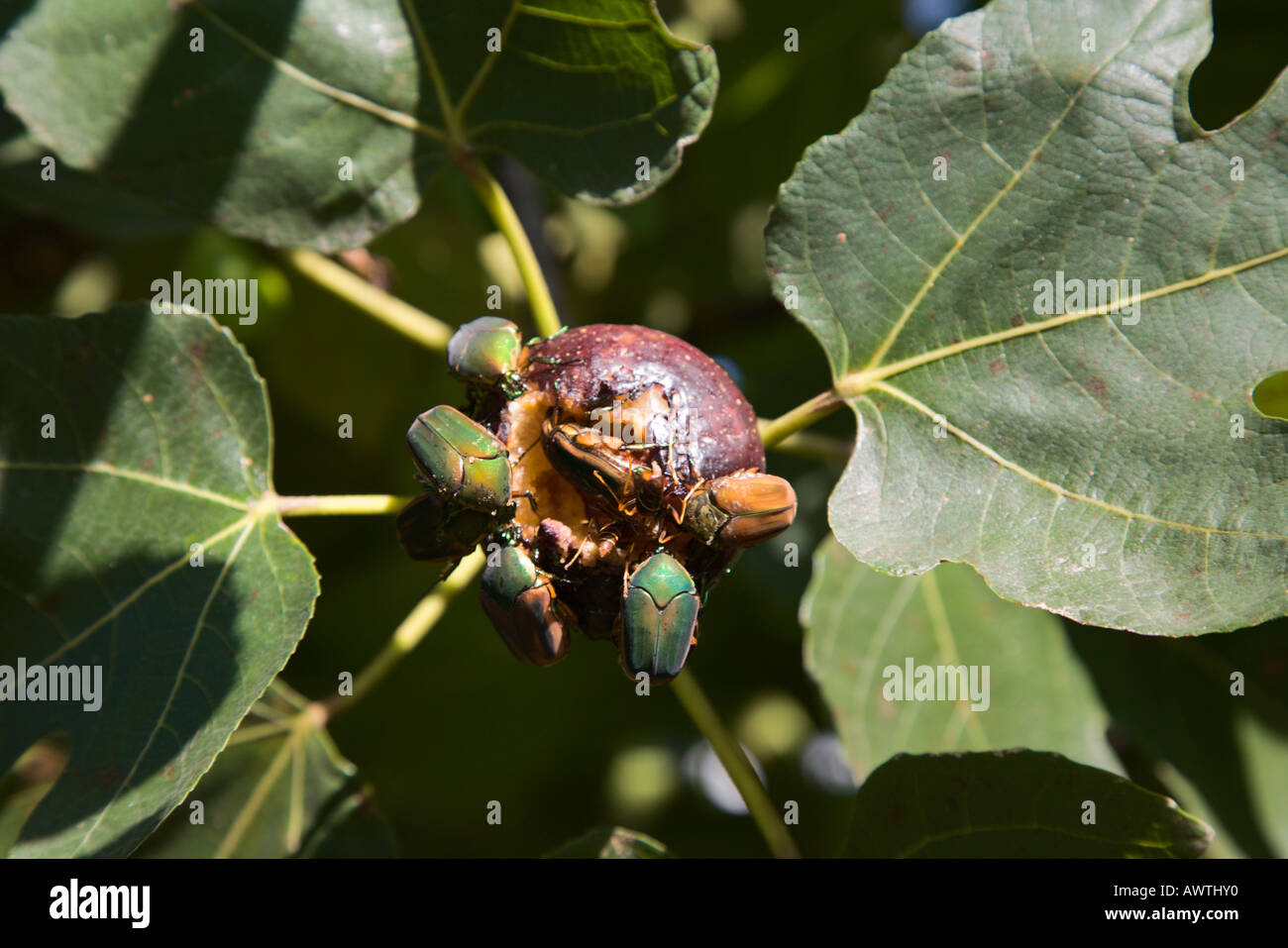 Fig beetle hi-res stock photography and images - Alamy