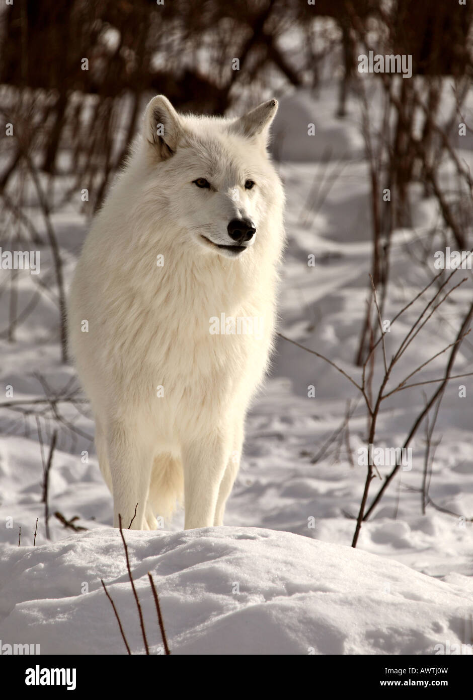 Arctic Wolf in winter Stock Photo - Alamy