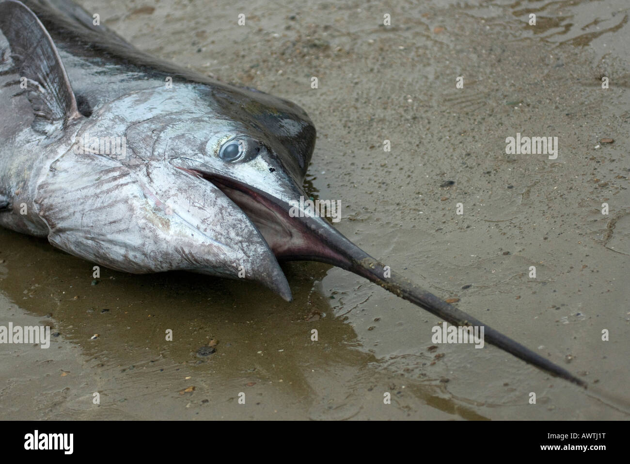 head of swordfish freshly caught Puerto Lopez fishing Harbour Ecuador ...