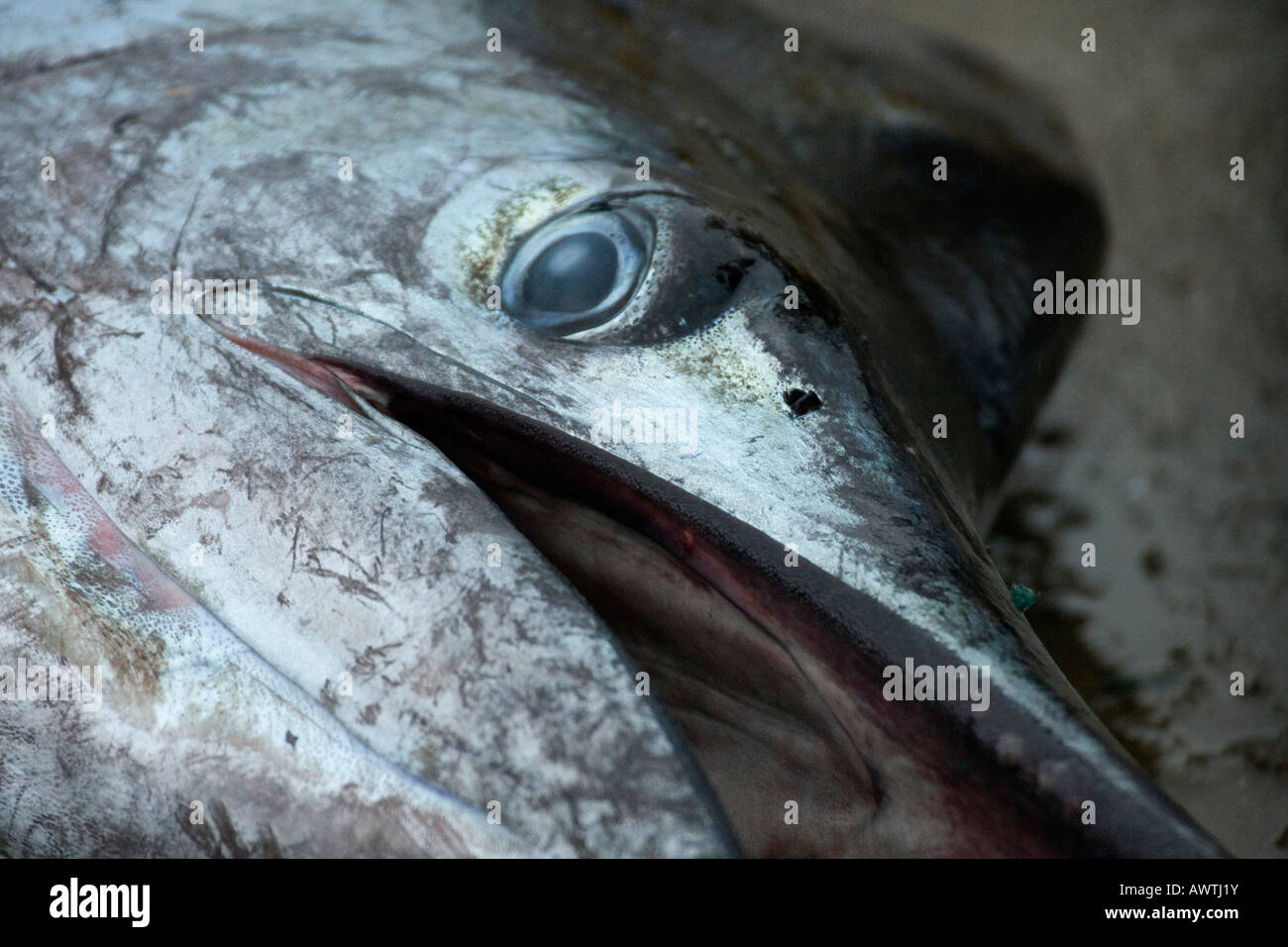 Ecuador Fish Fangs New! Red Sea Mimic Blenny (Ecsenius Gravieri)