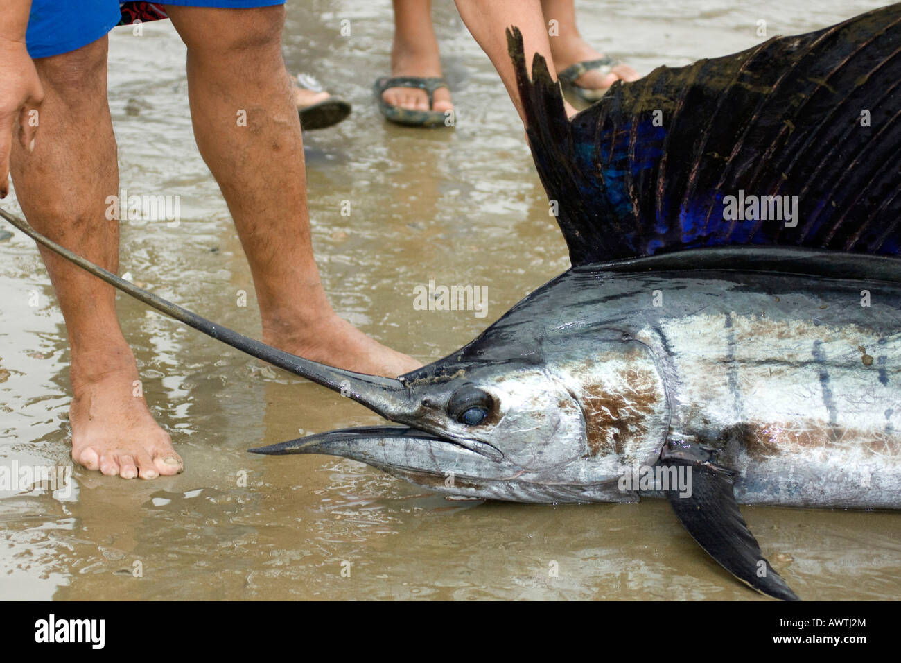head of swordfish freshly caught Puerto Lopez fishing Harbour Ecuador ...
