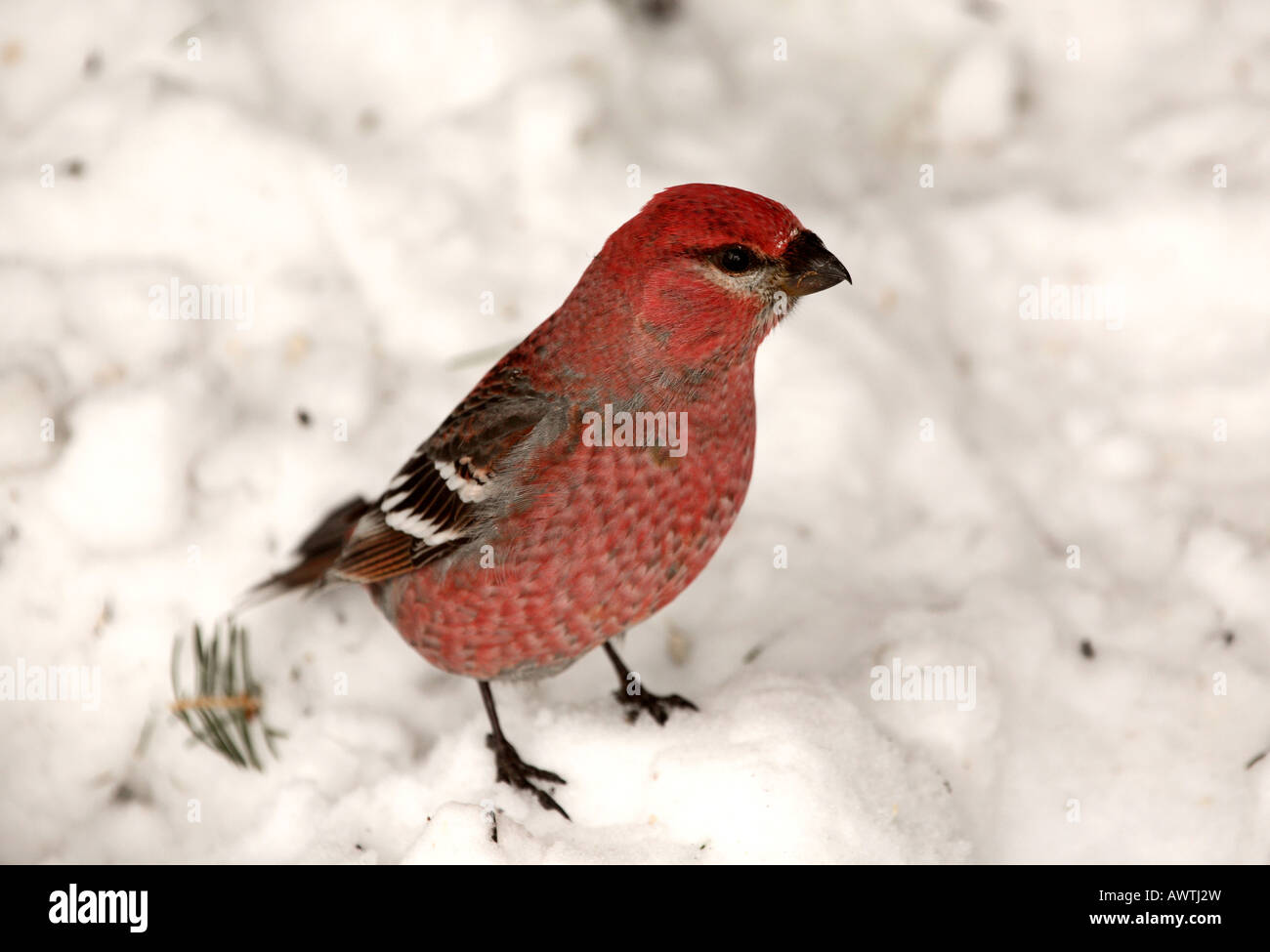 American crossbill hi-res stock photography and images - Alamy