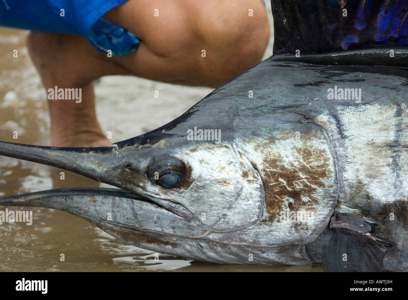 head of swordfish freshly caught Puerto Lopez fishing Harbour Ecuador ...