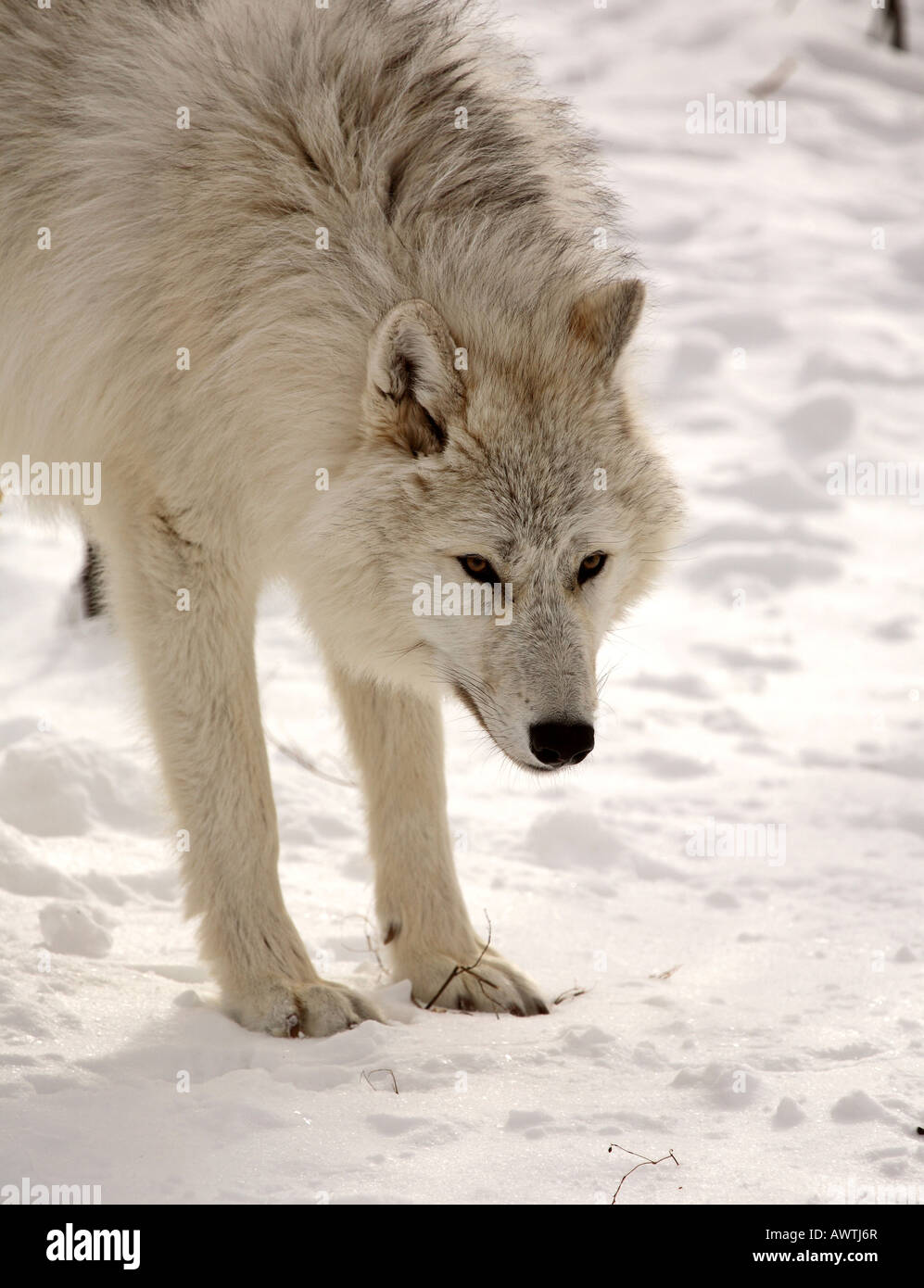 Arctic Wolf in winter Stock Photo - Alamy