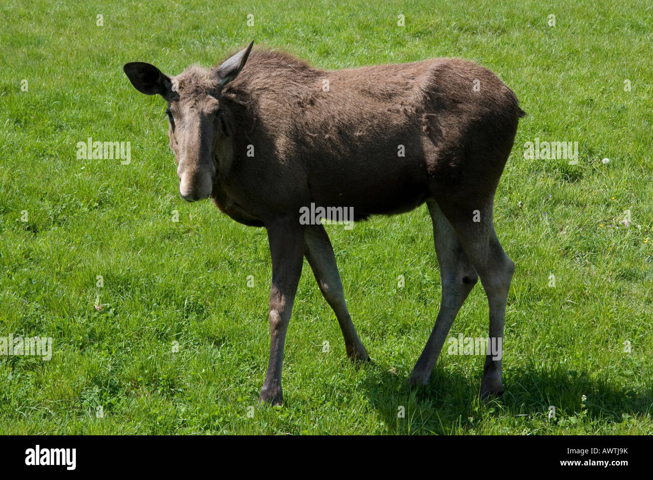 Scandinavian breed of the Common Elk Stock Photo - Alamy