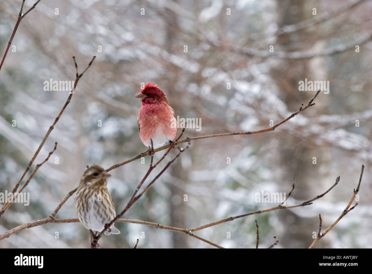 Purple finches, male and female, Adirondack Mountains, New York, United ...