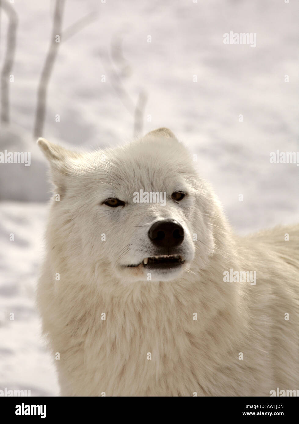 Arctic Wolf in winter Stock Photo - Alamy