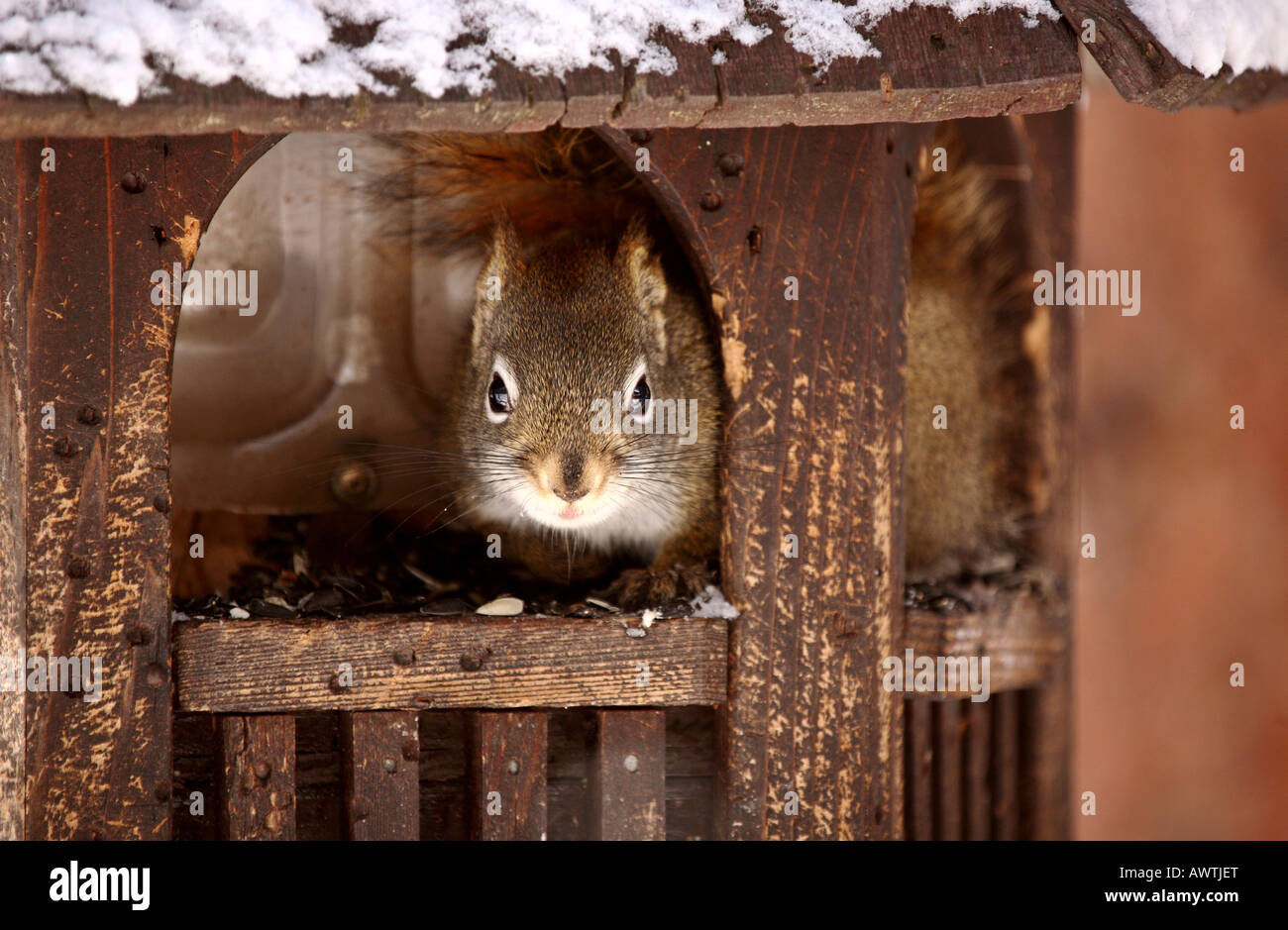 Red Squirrel inside a bird feeder Stock Photo - Alamy