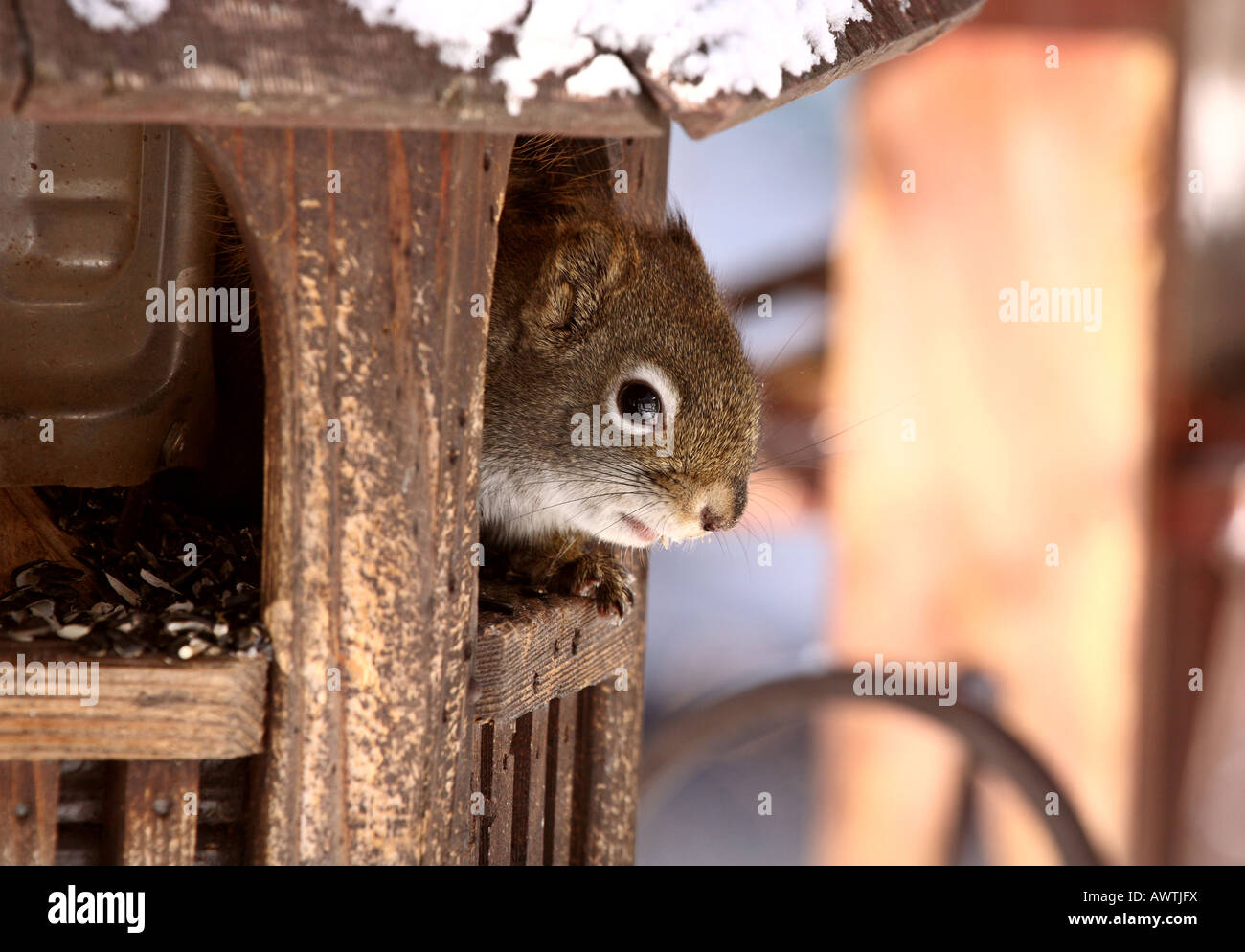 Red Squirrel inside a bird feeder Stock Photo - Alamy