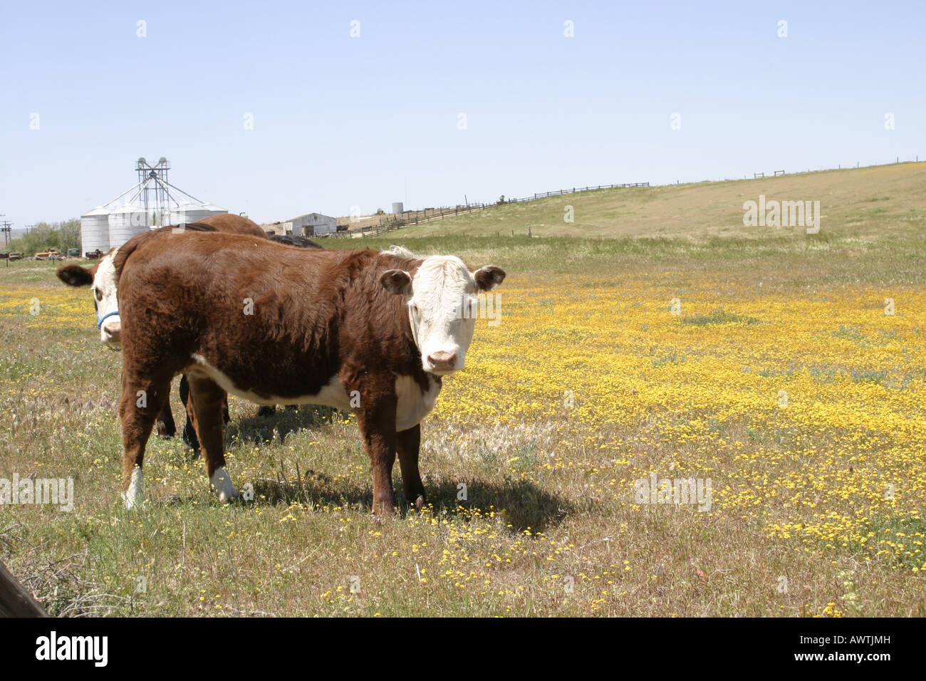Spring in ranch Stock Photo - Alamy