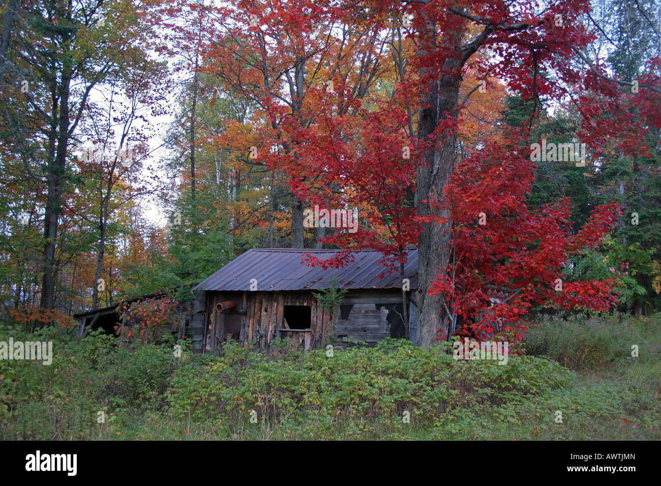 Old shack in woods hi-res stock photography and images - Alamy