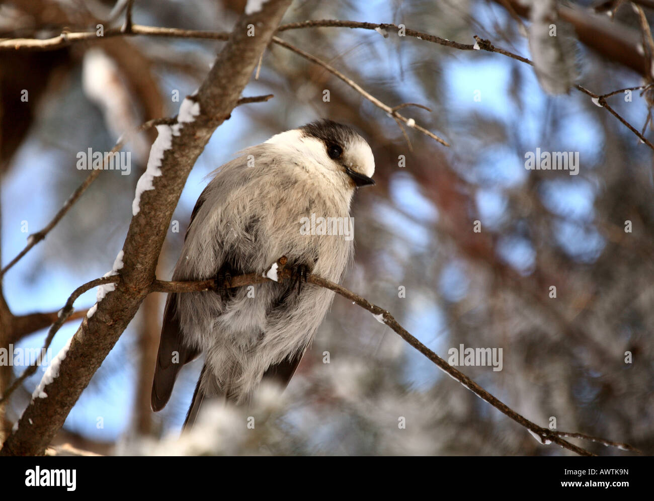 Gray jay hi-res stock photography and images - Alamy