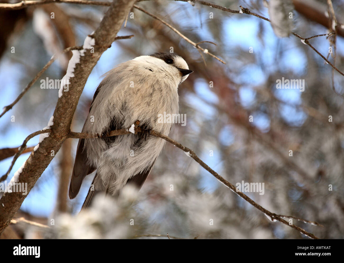Camp robber hi-res stock photography and images - Alamy