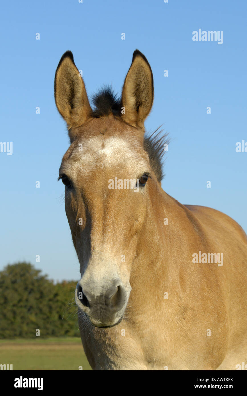 Mule hi-res stock photography and images - Alamy
