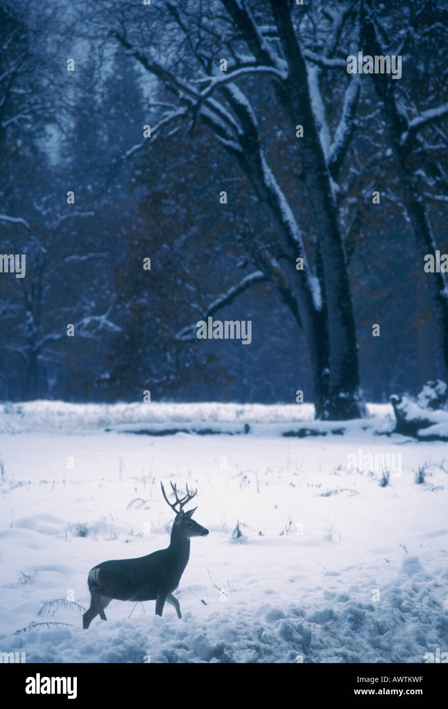 Six point buck hi-res stock photography and images - Alamy