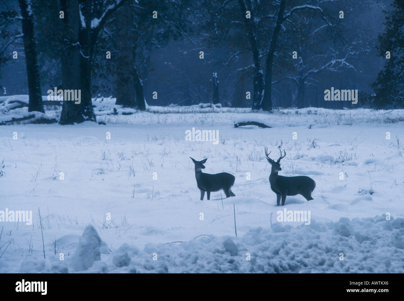 Three point buck hi-res stock photography and images - Alamy