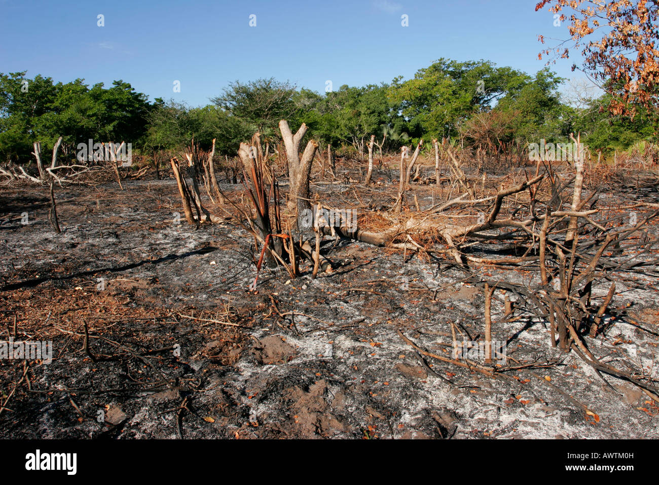 Slash And Burn Agriculture Africa