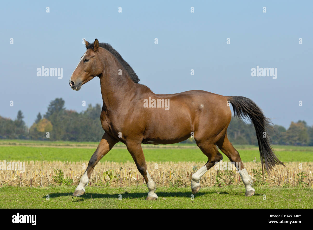 Westphalian horse hi-res stock photography and images - Alamy