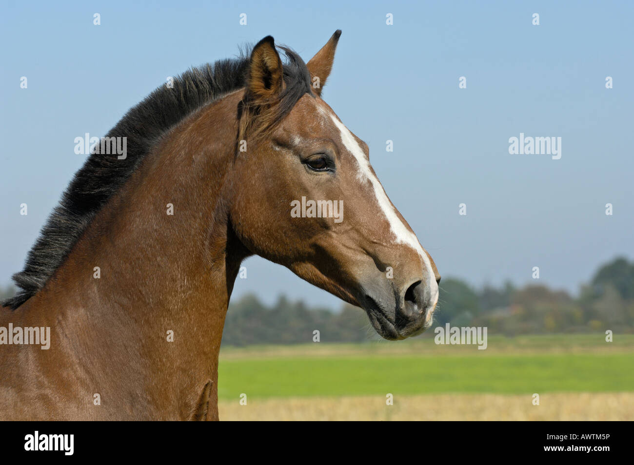 Westphalian horses hi-res stock photography and images - Alamy