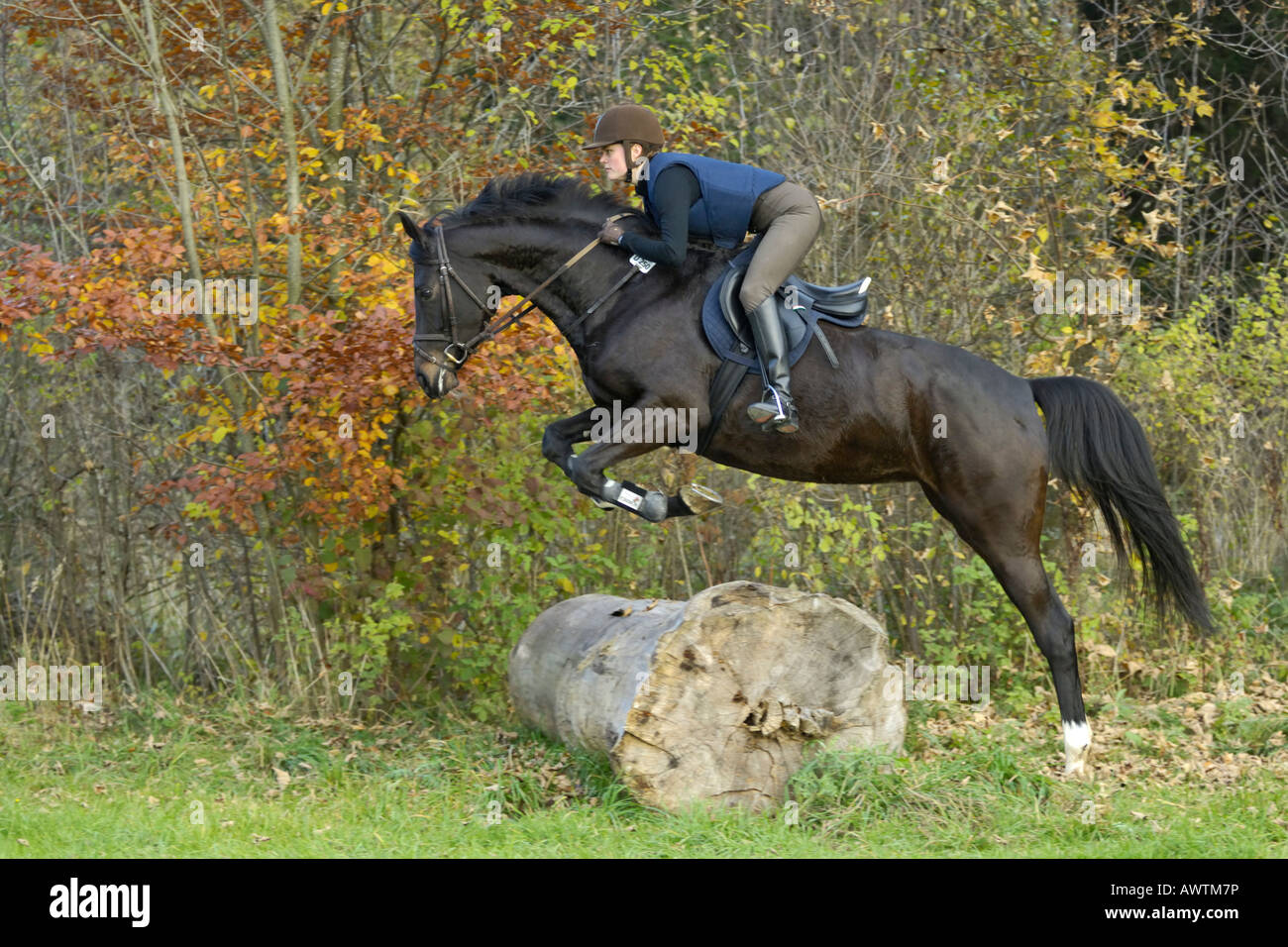 Horse jumping over a log of wood hi-res stock photography and images ...