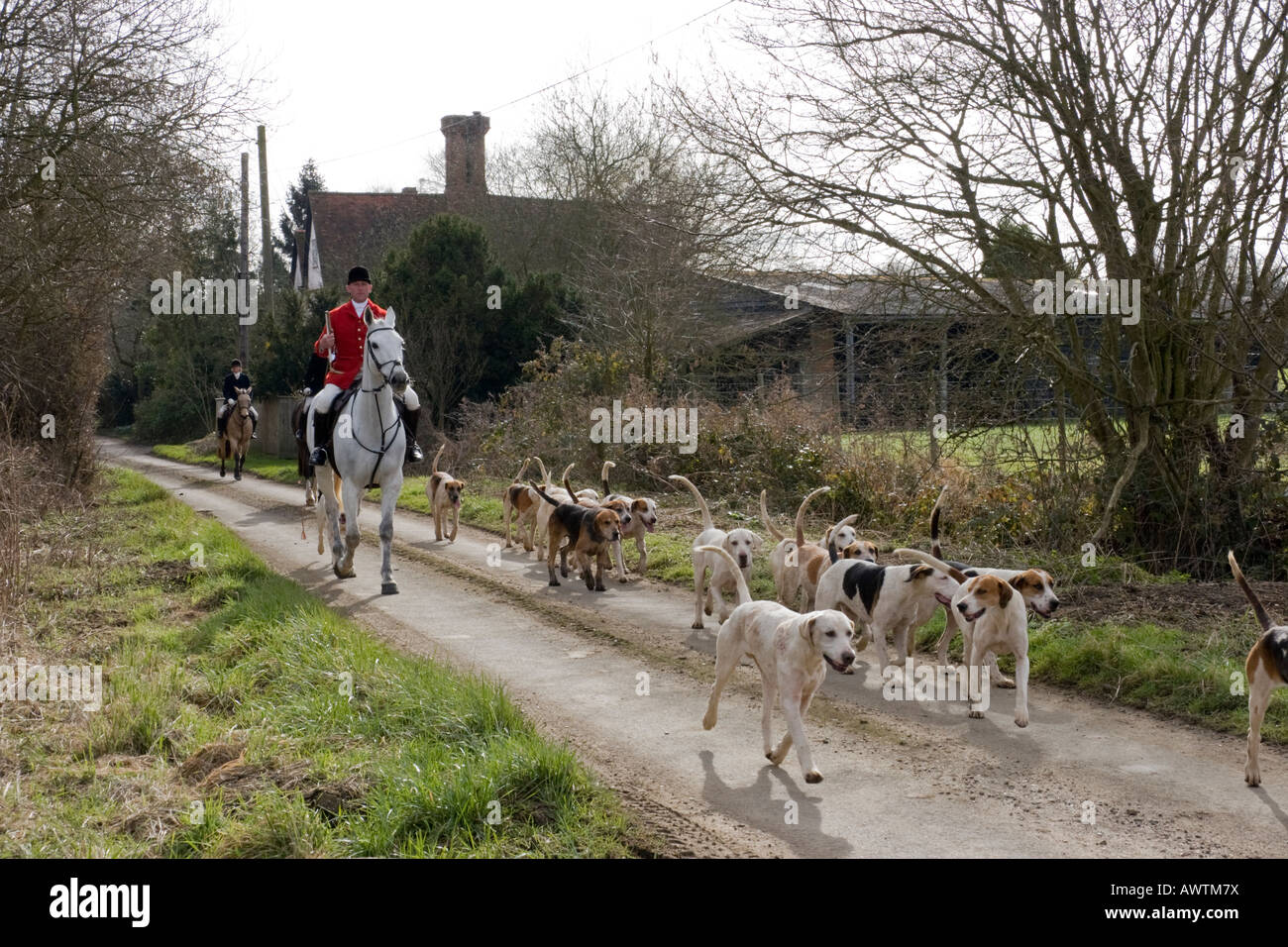 Huntsman and hounds Suffolk England Stock Photo - Alamy